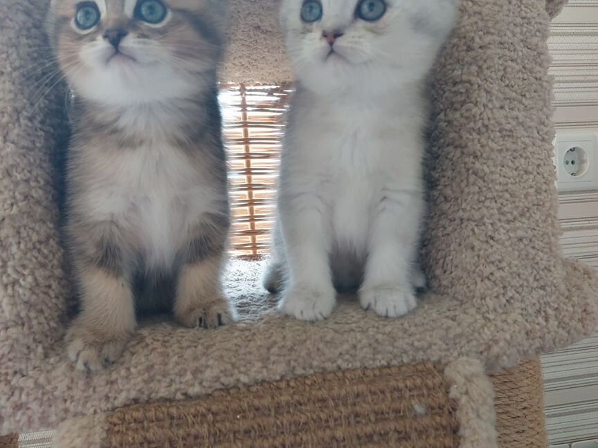 Котята 2месяца