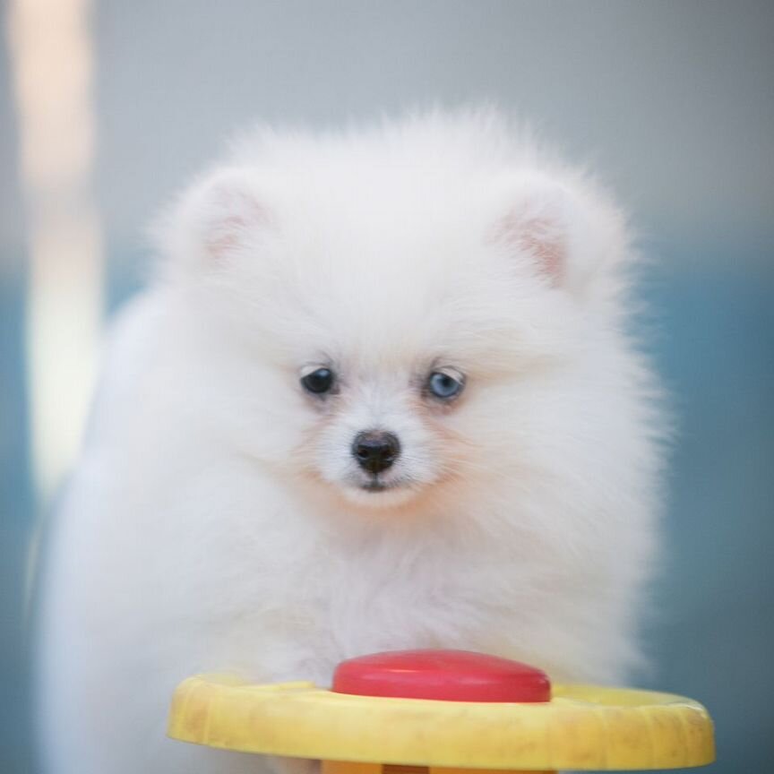 Померанский шпиц белый голубоглазый