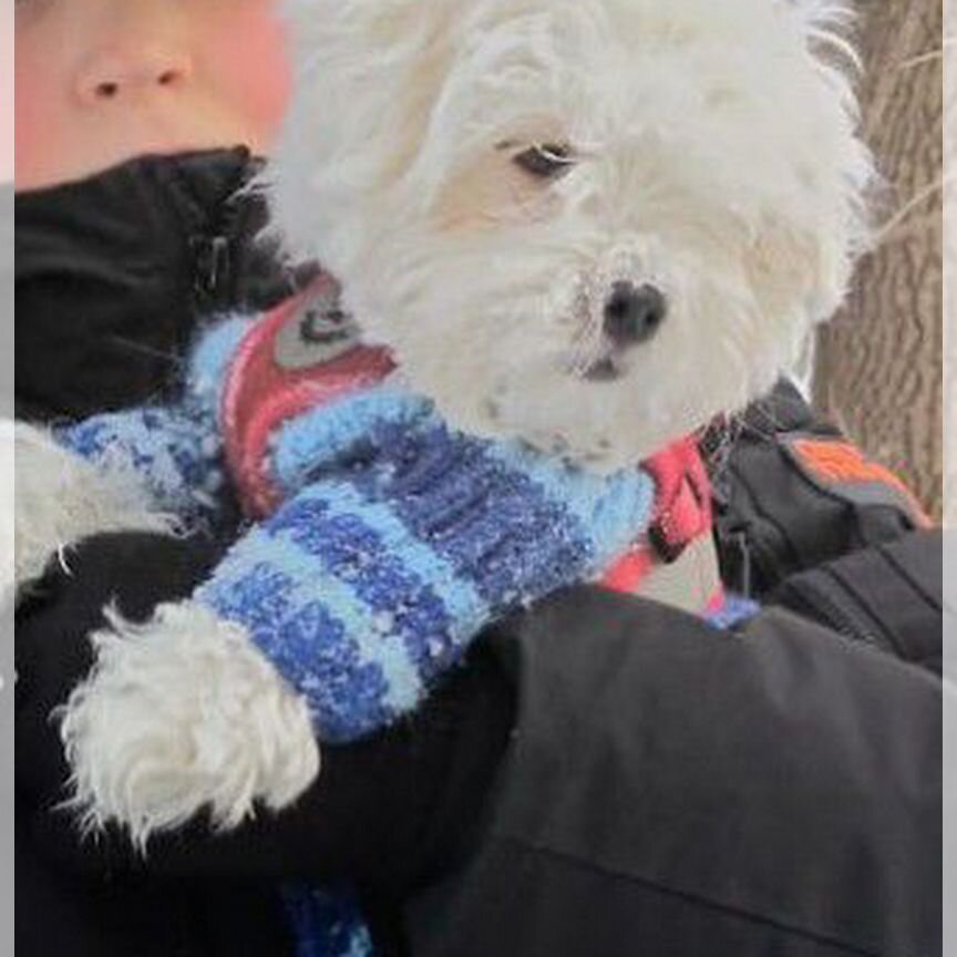 Мальтийская болонка мальчик