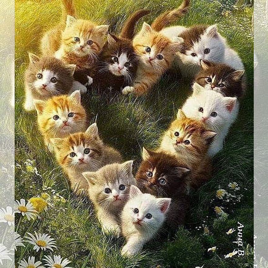 Котята в добрые руки бесплатно