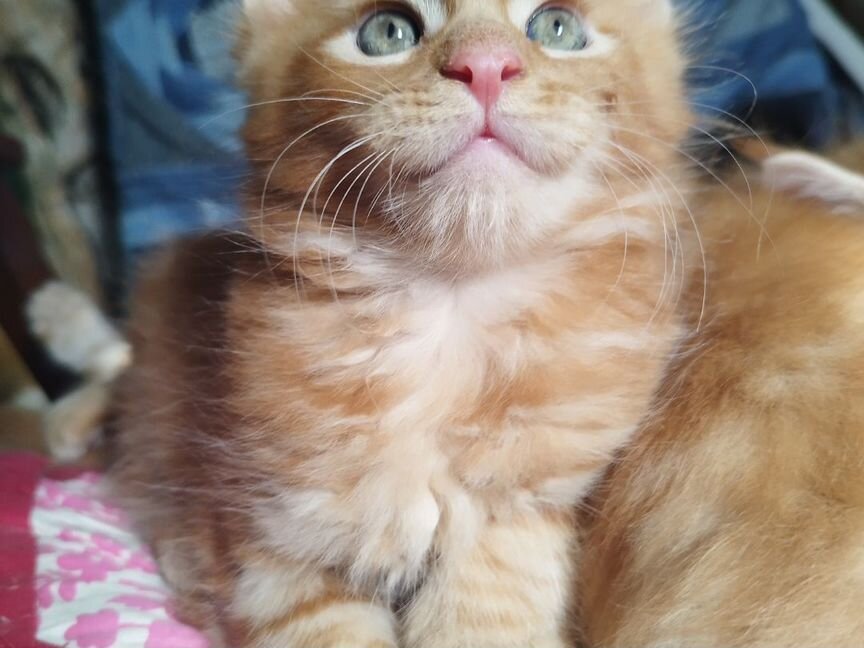 Мейн-кунята