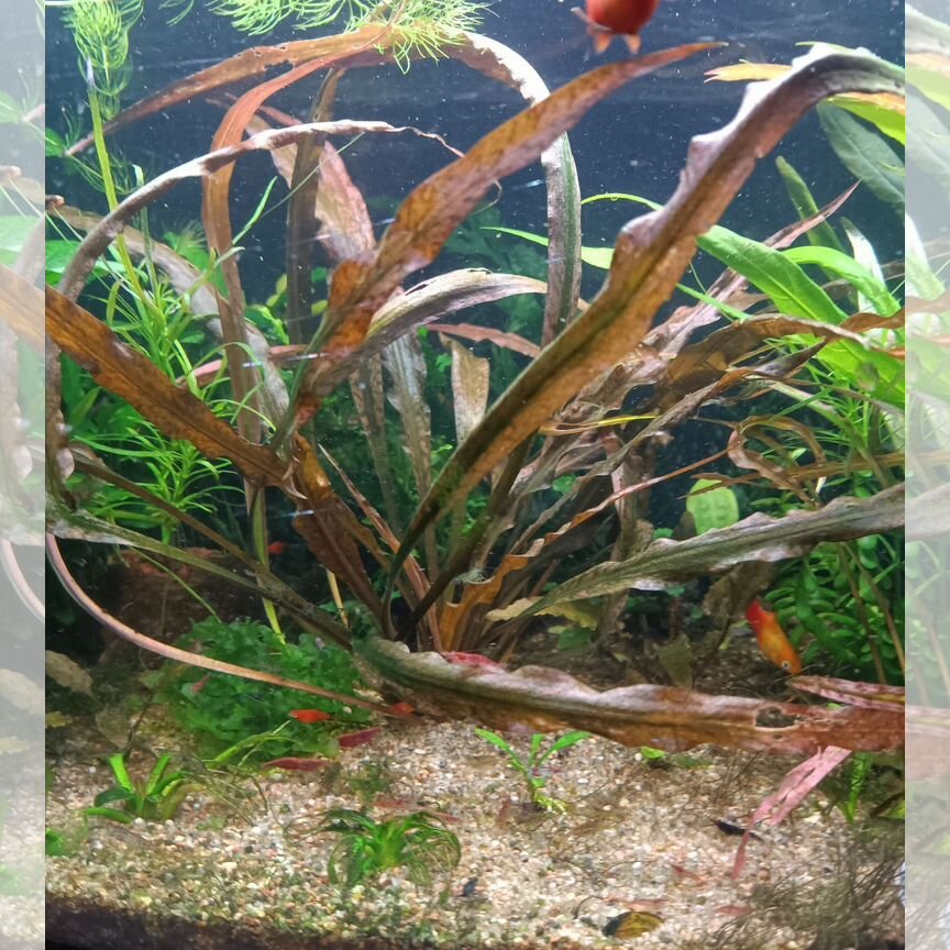 Криптокорина тигр Cryptocoryne spiralis sp. Tiger