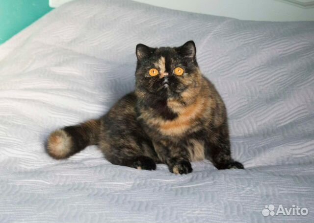 Девочки экзоты, черепаховая и красная