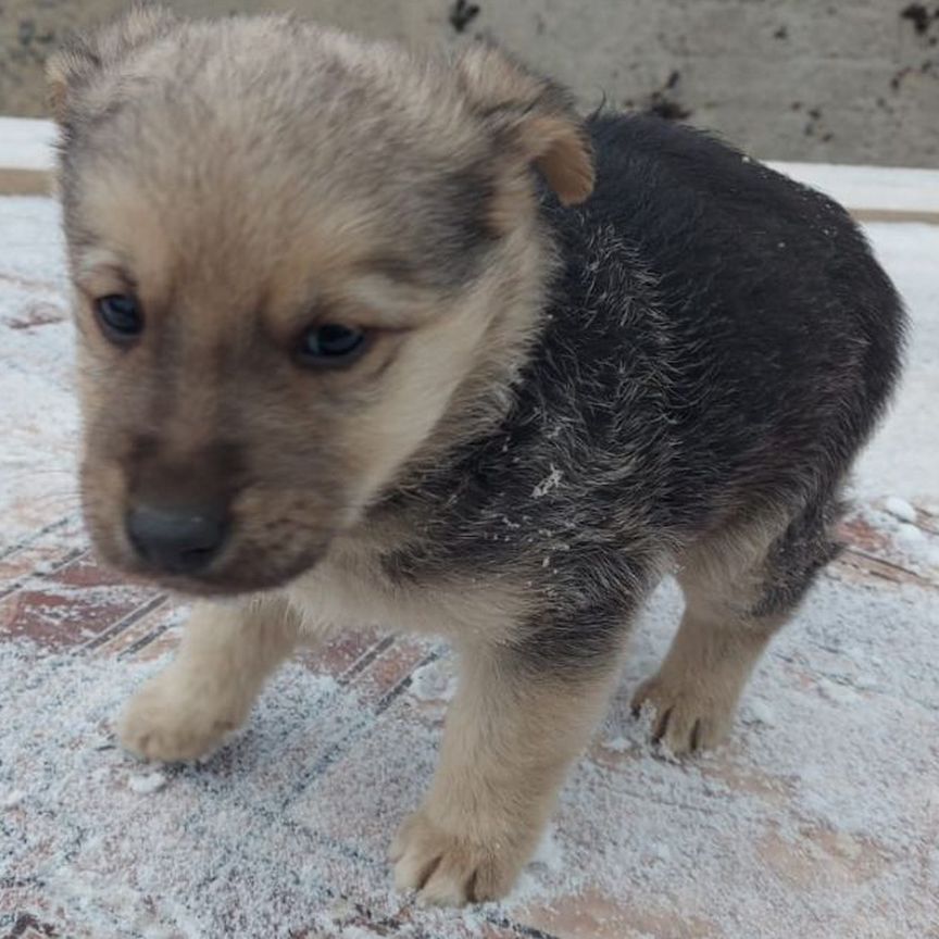 Бедные щенки