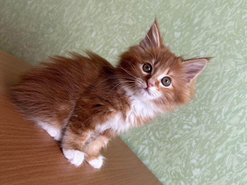 Котята курильский бобтейл