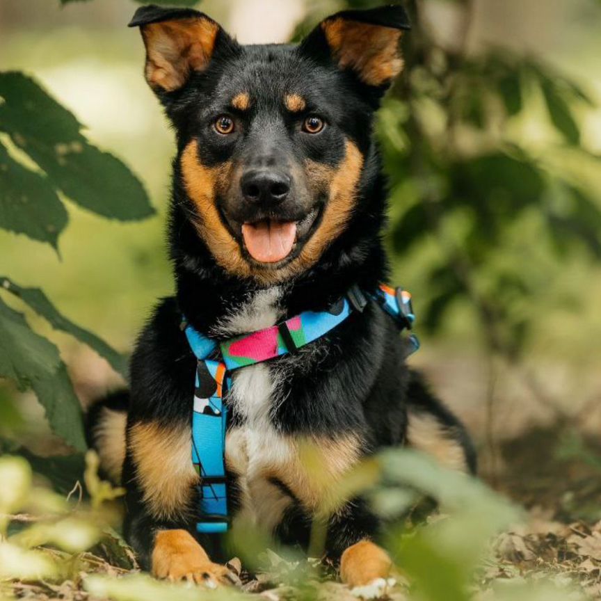 Взрослый пёс в добрые руки