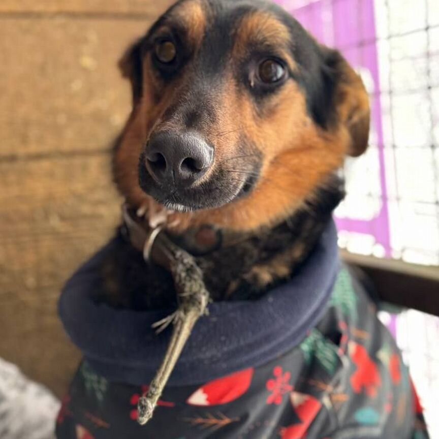 Взрослый пёс в добрые руки