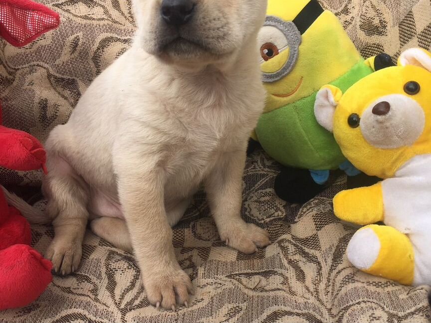 Давайте спасем щенка все вместе