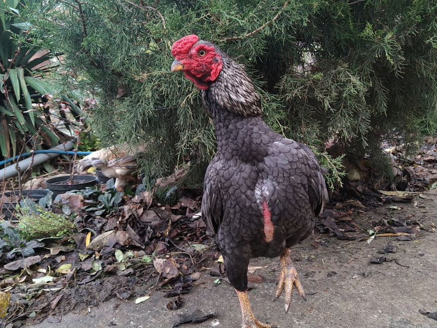 Яйцо бойцовые: Японцы, Корейцы, Ко Шамо