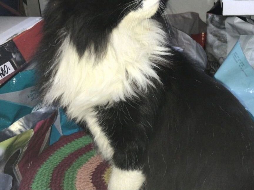 Котик ждёт мам и пап