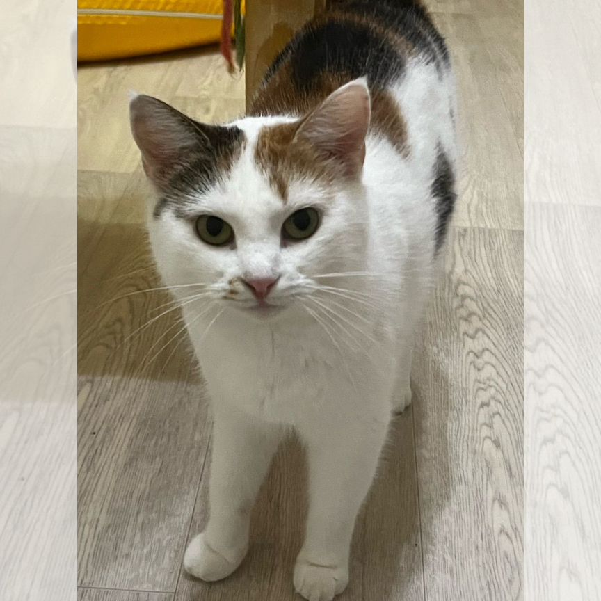Кошка Малинка
