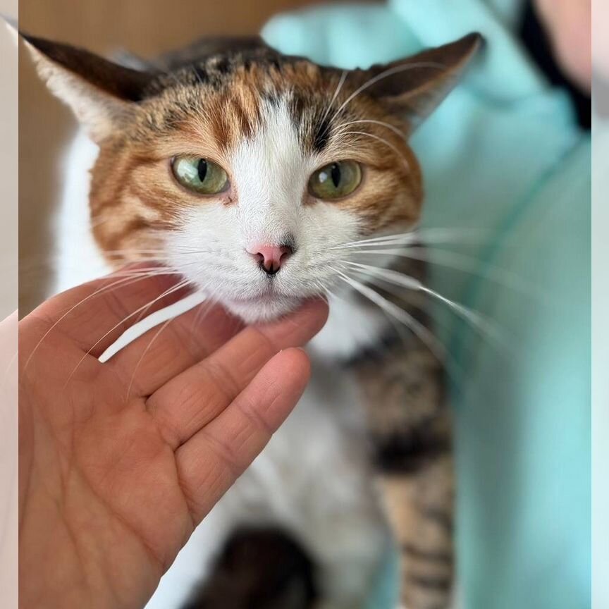 Взрослая, кошка в добрые руки