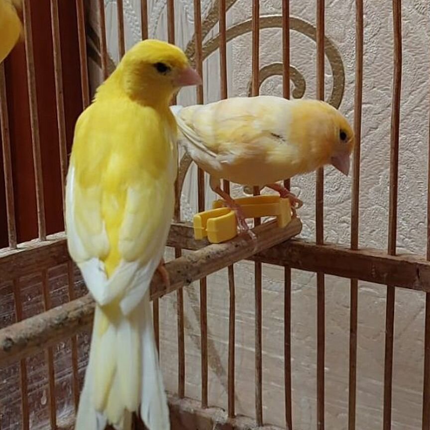 Канарейки