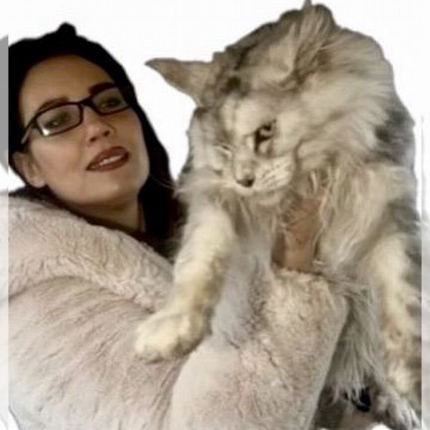 Кошка-Полидакт в разведение