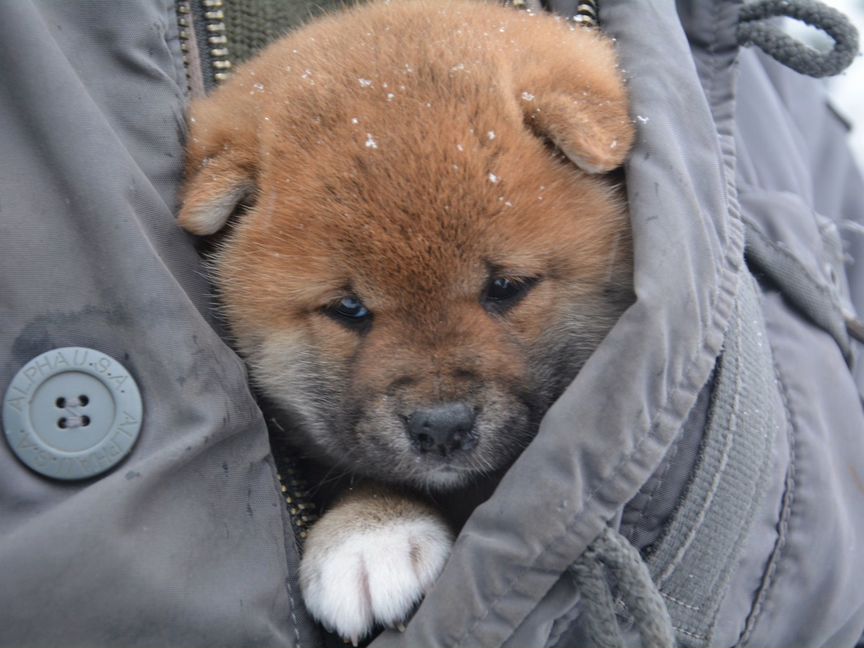 Сиба ину девочка