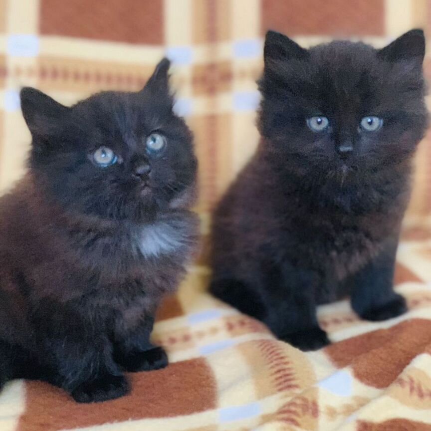 Котята 1,5 мес