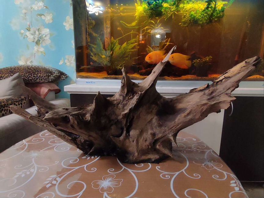 Корень дуба