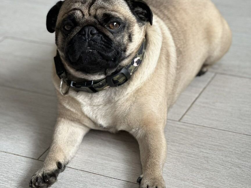 Мопс вязка мальчик