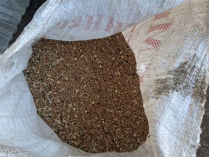 Продам зерно