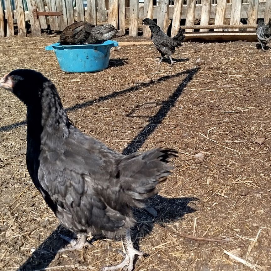 Цыплята несушки