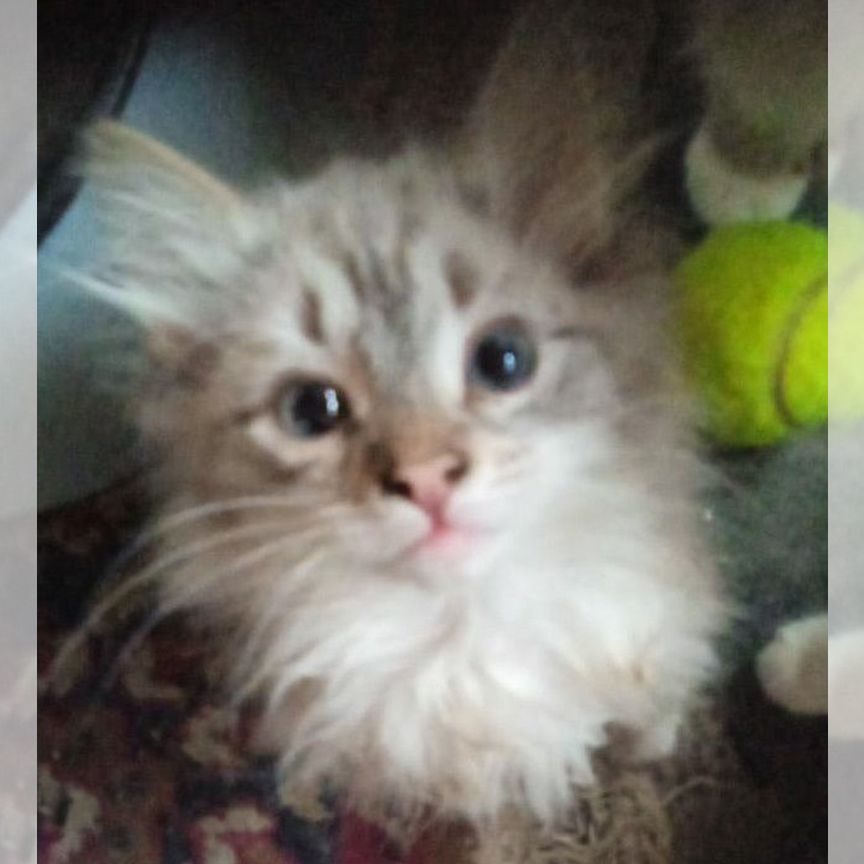 Невский маскарадный котёнок