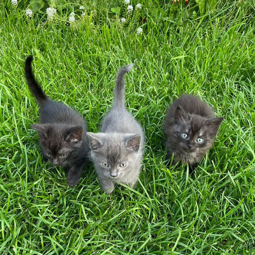 Котята