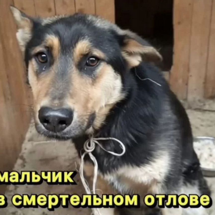 Взрослый пёс в добрые руки