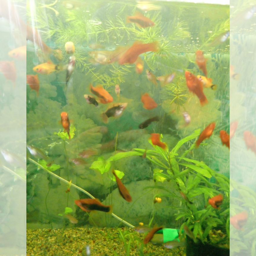 Аквариумные рыбки и растения