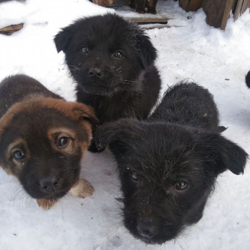 Щенок в добрые руки