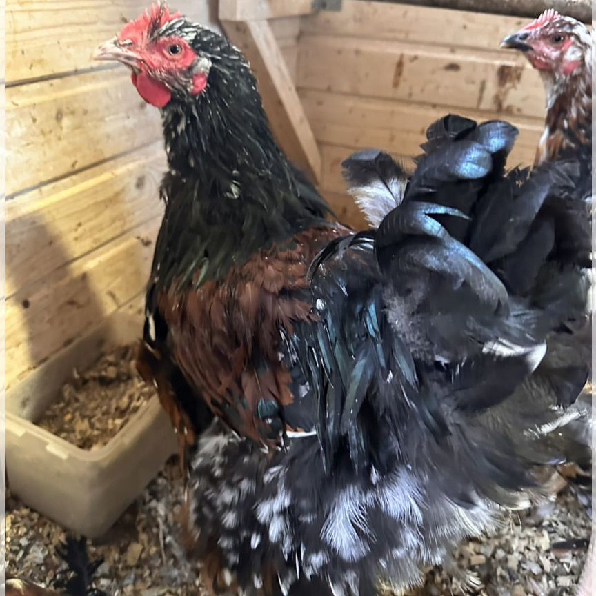 Петух орпингтон парцеляновый ситцевый