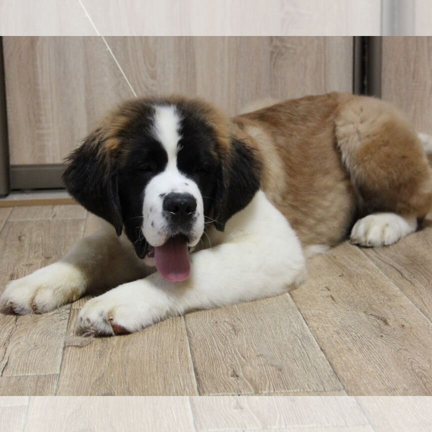 Сенбернар, щенок