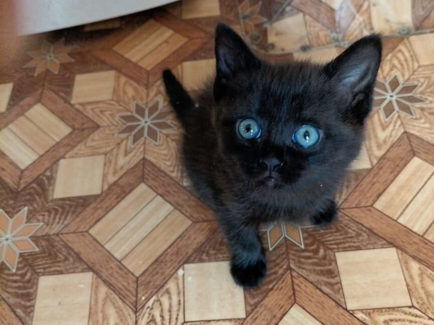 Британские котята бесплатно