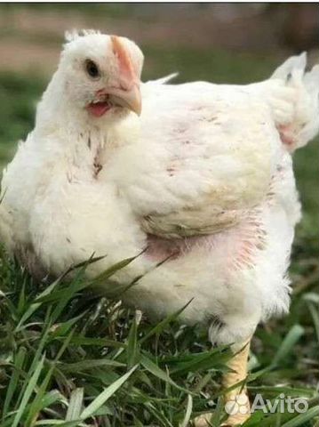 Цыплята бройлеры месячные