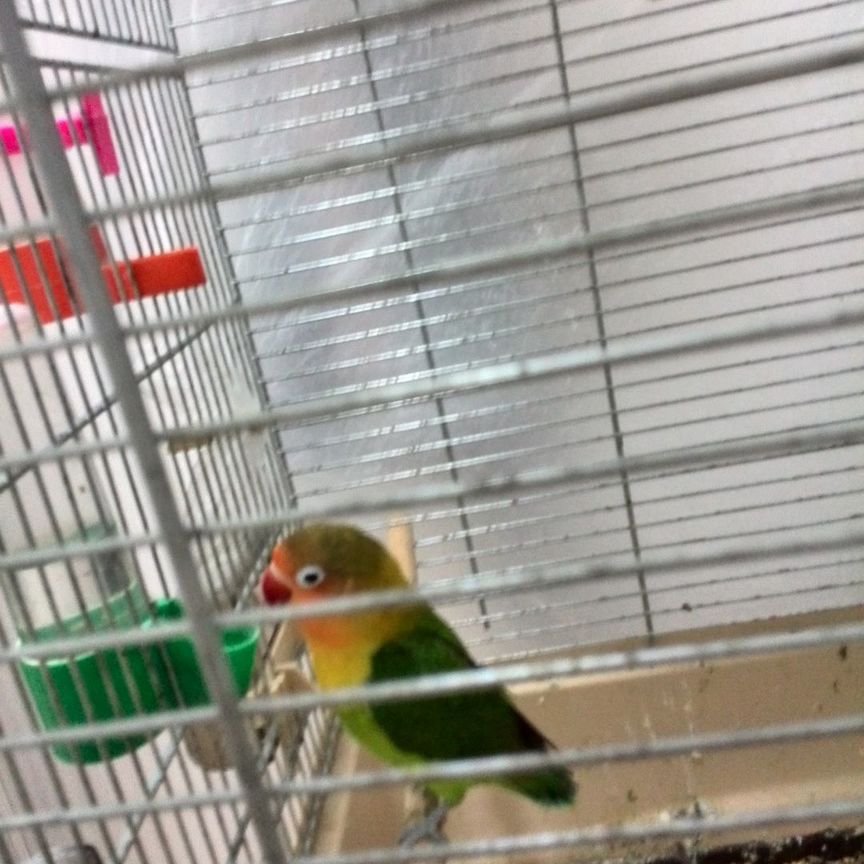 Попугай неразлучники с клеткой