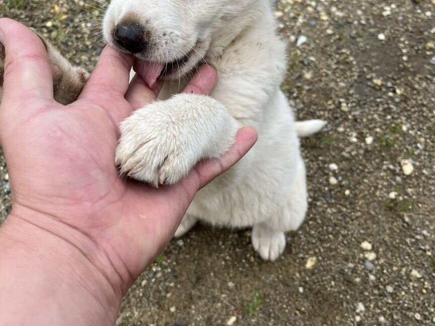 Собака Лабрадор