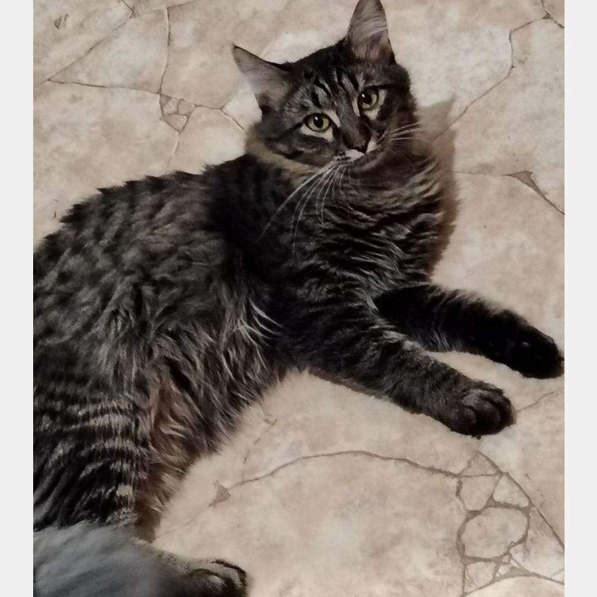 Котик в добрые руки