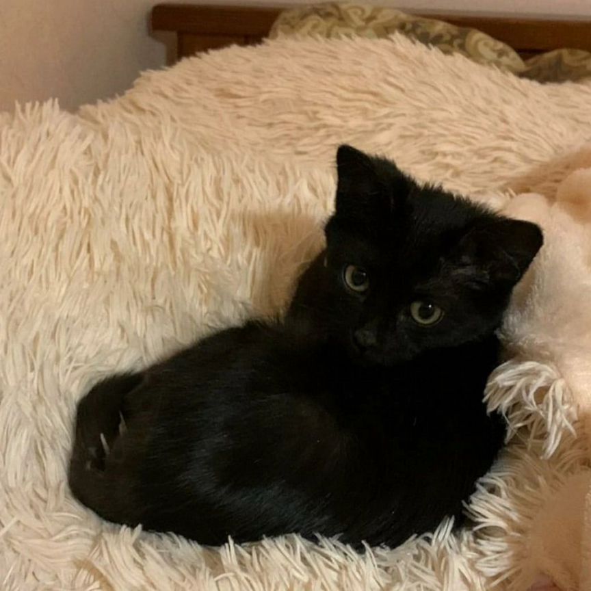 Черныш в добрые руки