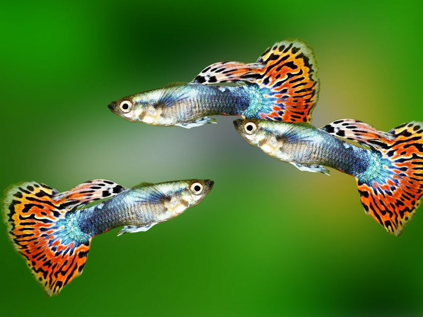 Аквариумные рыбки гуппи