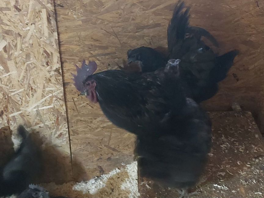 Продам лакеданзи 8 курочек и 1 петуха