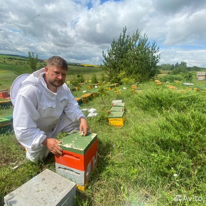 Пчеломатки Бакфаст 2023 Ф1 и Племенные