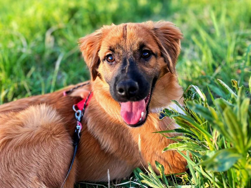 Рыжий щенок мальчик в добрые руки