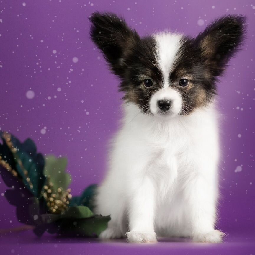 Континентальный той-спаниель папильон, щенок