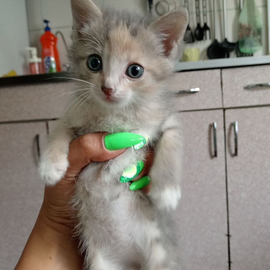 Котёнок в добрые руки