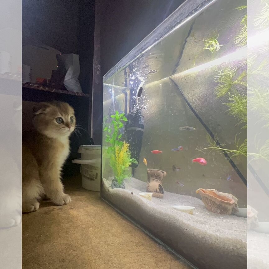 Аквариум с рыбками