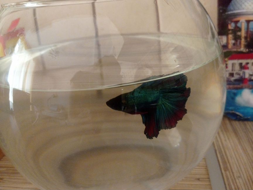 Аквариумные рыбки петушок