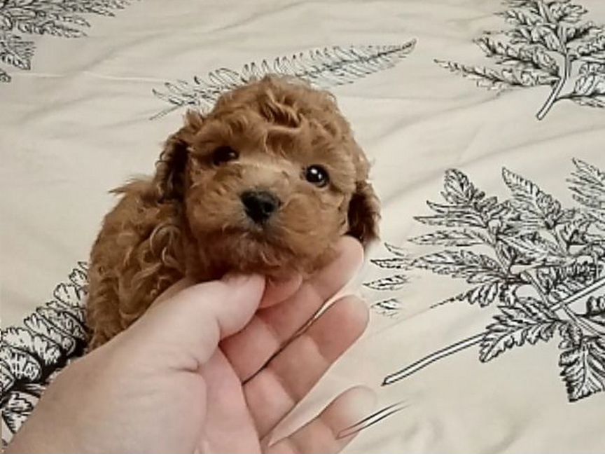 Мальтипу девочка