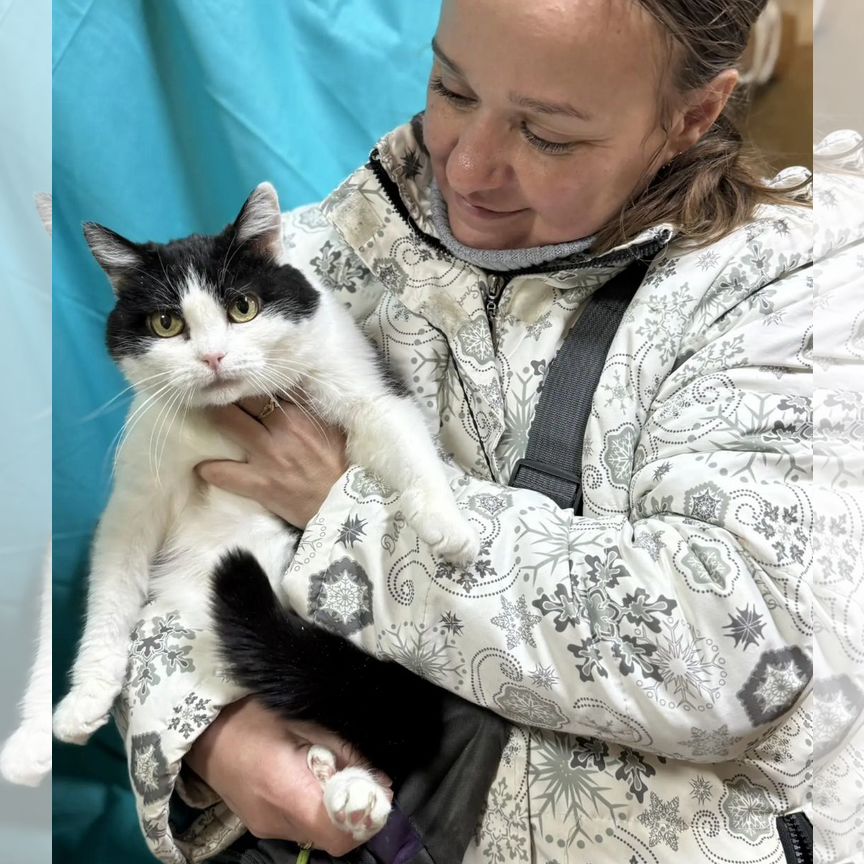 Взрослая, кошка в добрые руки