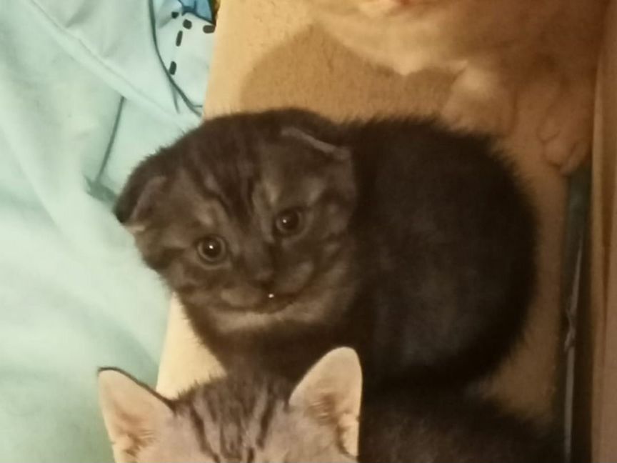 Шотландские котята