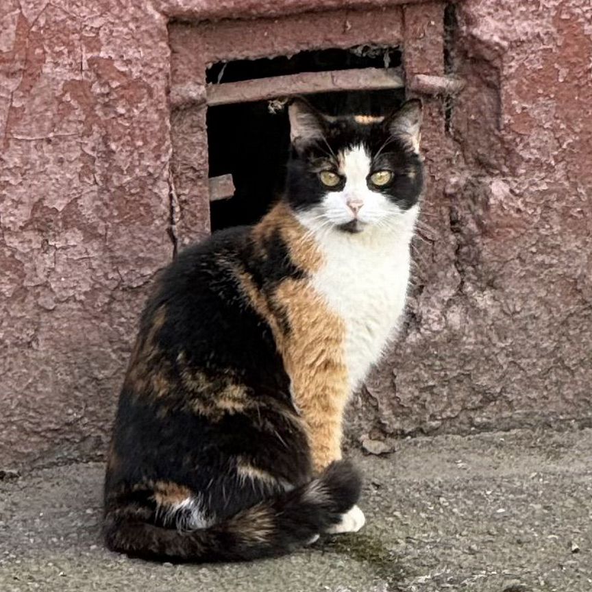 Взрослая, кошка в добрые руки