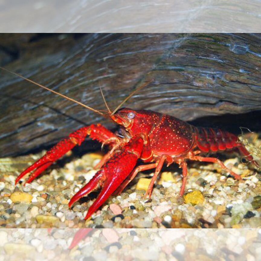Аквариумные раки